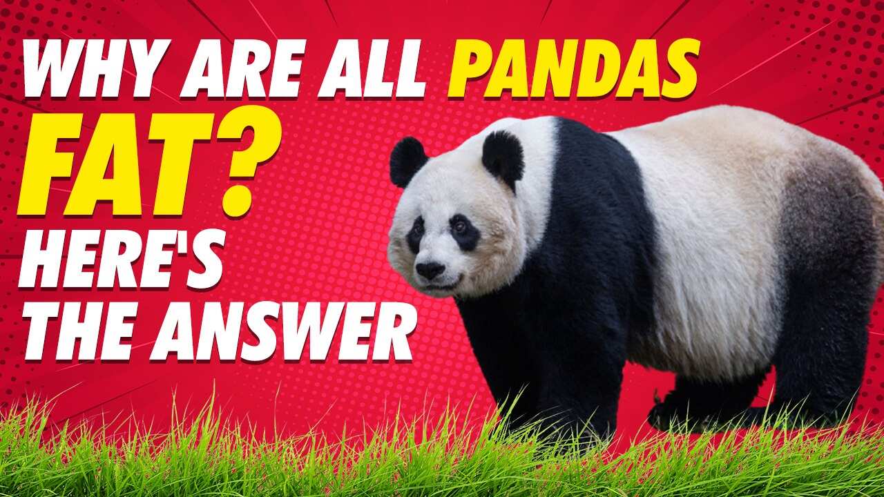 Why are all pandas fat? Here's the answer - World News