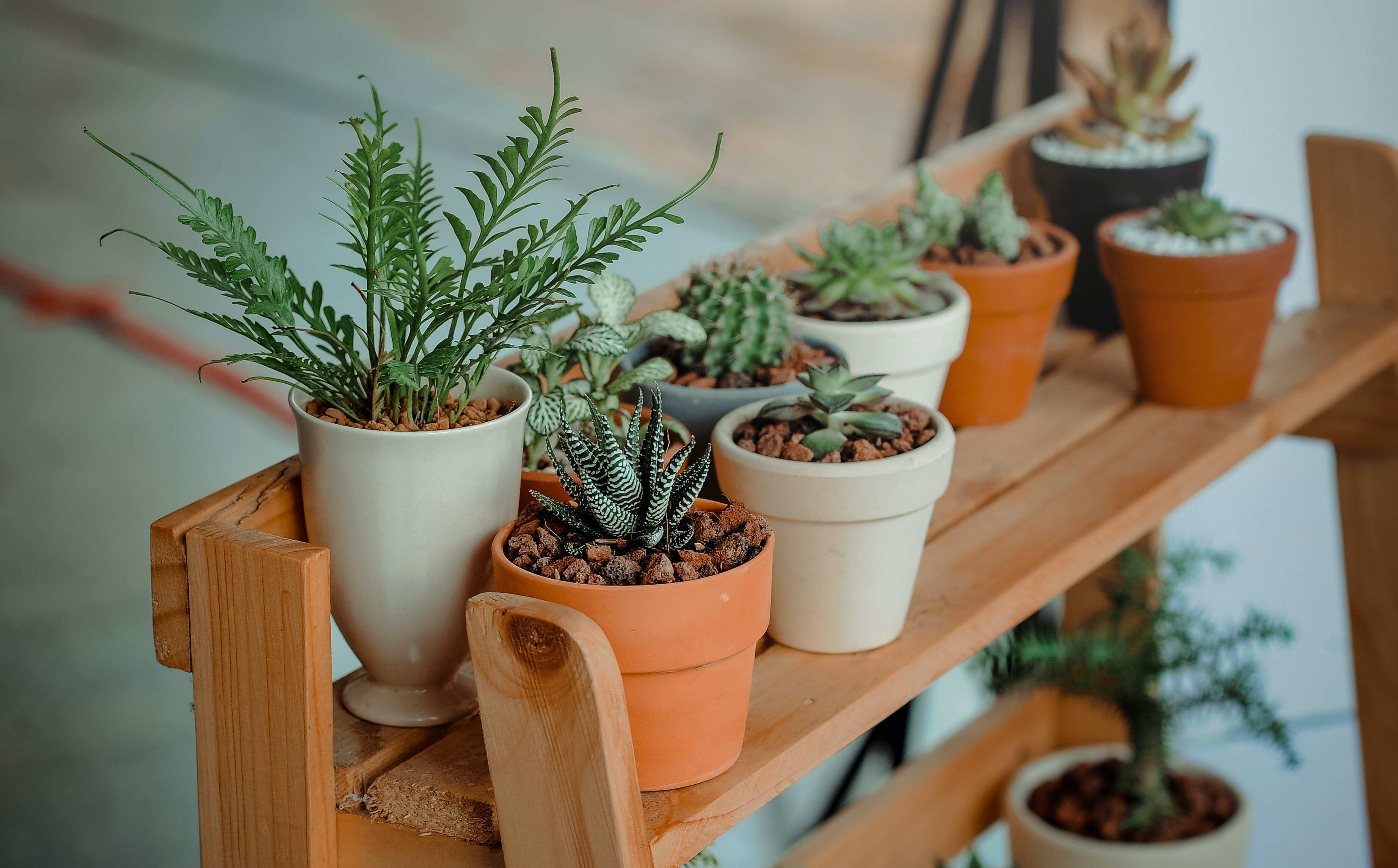 Plants Make Cries For Help When Stressed Or Deprived Of Water Says