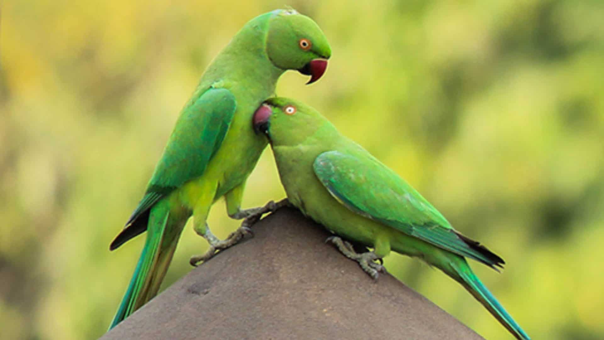 Study: Parrots taught to video call one another feel less lonely - World News