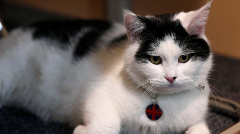 British embassy cat in Jordan appointed chief mouser - World News