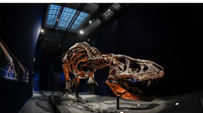 First 'real look' at T-Rex skeleton in Paris museum - World News