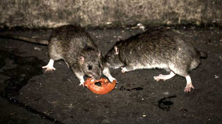 Rats 'the size of cats' flood Swedish city, people advised to stay ...