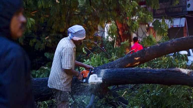 Delhi: PIL filed against massive tree felling - India News News