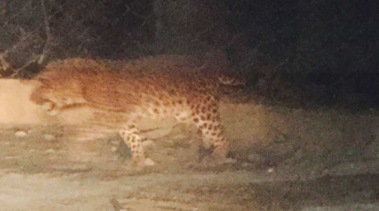 Panic at Shimla Raj Bhavan after leopard is spotted - India News News