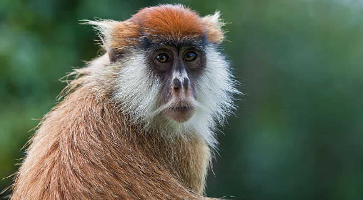 Fire kills 13 monkeys at Woburn safari park in England - World News