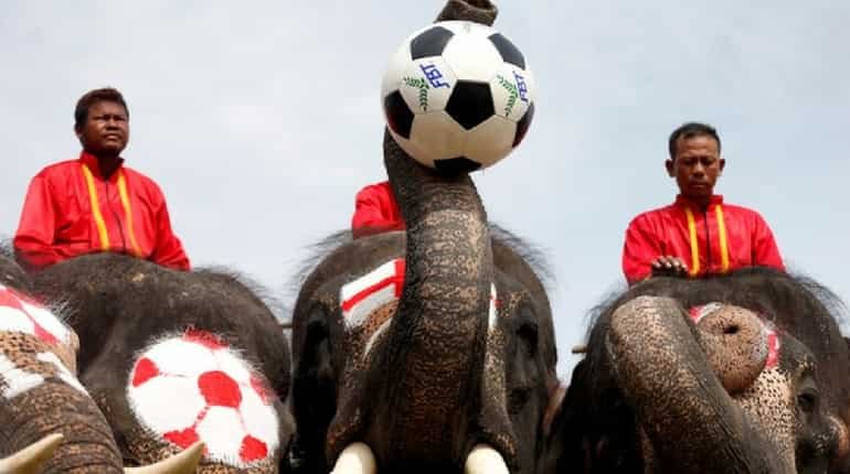 Elephants dribble to raise awareness against illegal gambling - Sports News