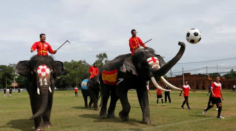Elephants dribble to raise awareness against illegal gambling - Sports News
