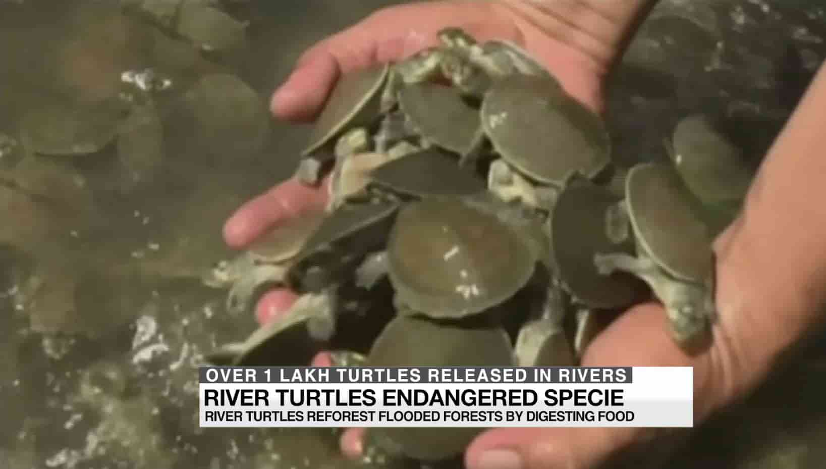 Thousands of turtles released into Bolivian river - World News