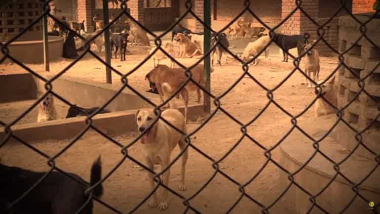 How love changes it all: Sick kids and bruised animals - South Asia News