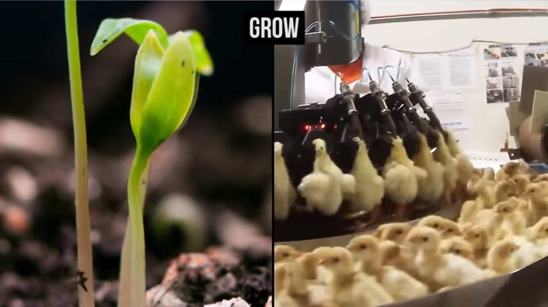 Side by Side: Plants vs. Animals - World News