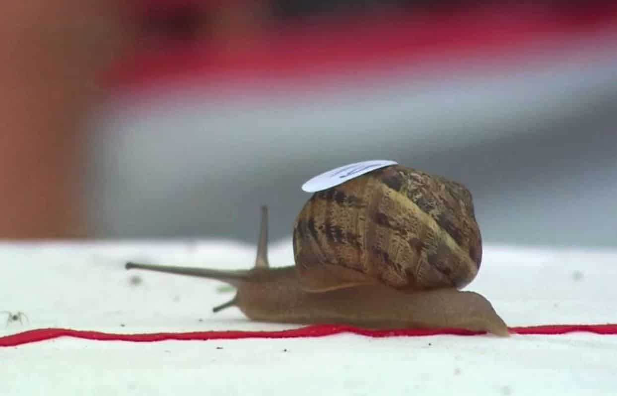 Inside the World snail racing championship - World News