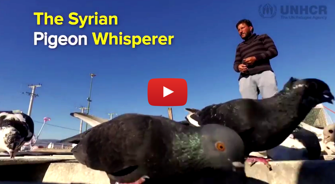 The Syrian pigeon whisperer - World News
