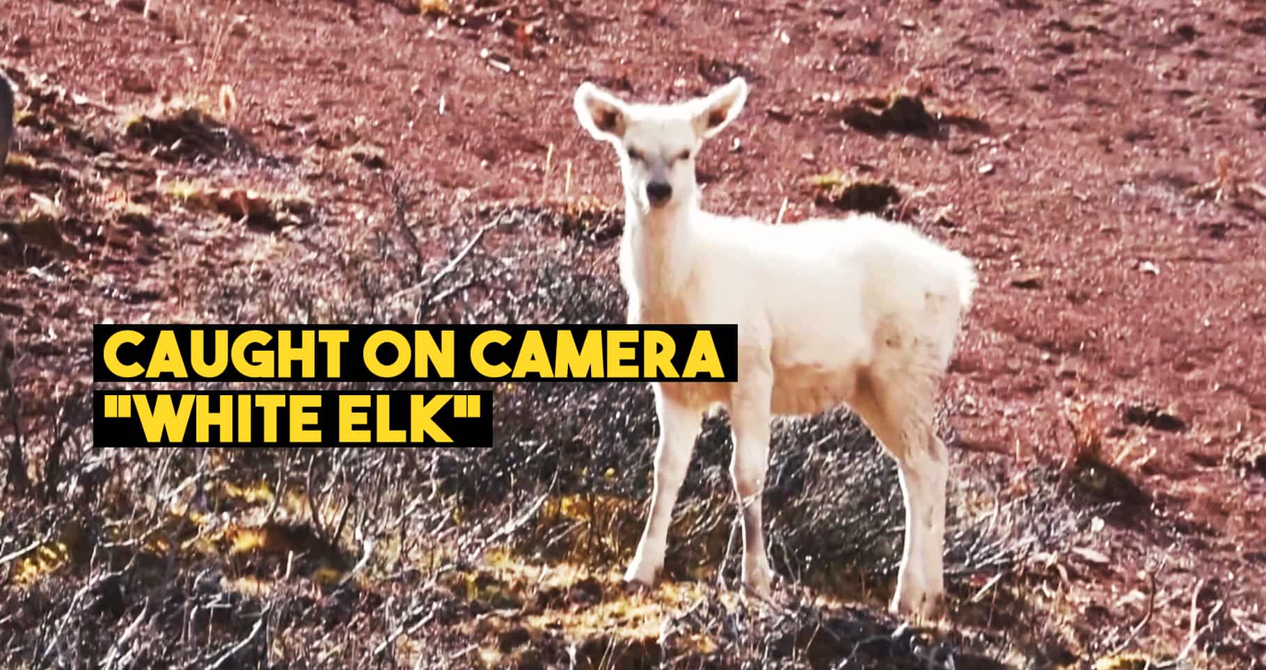Wild white elk caught in camera for first time - Edge News