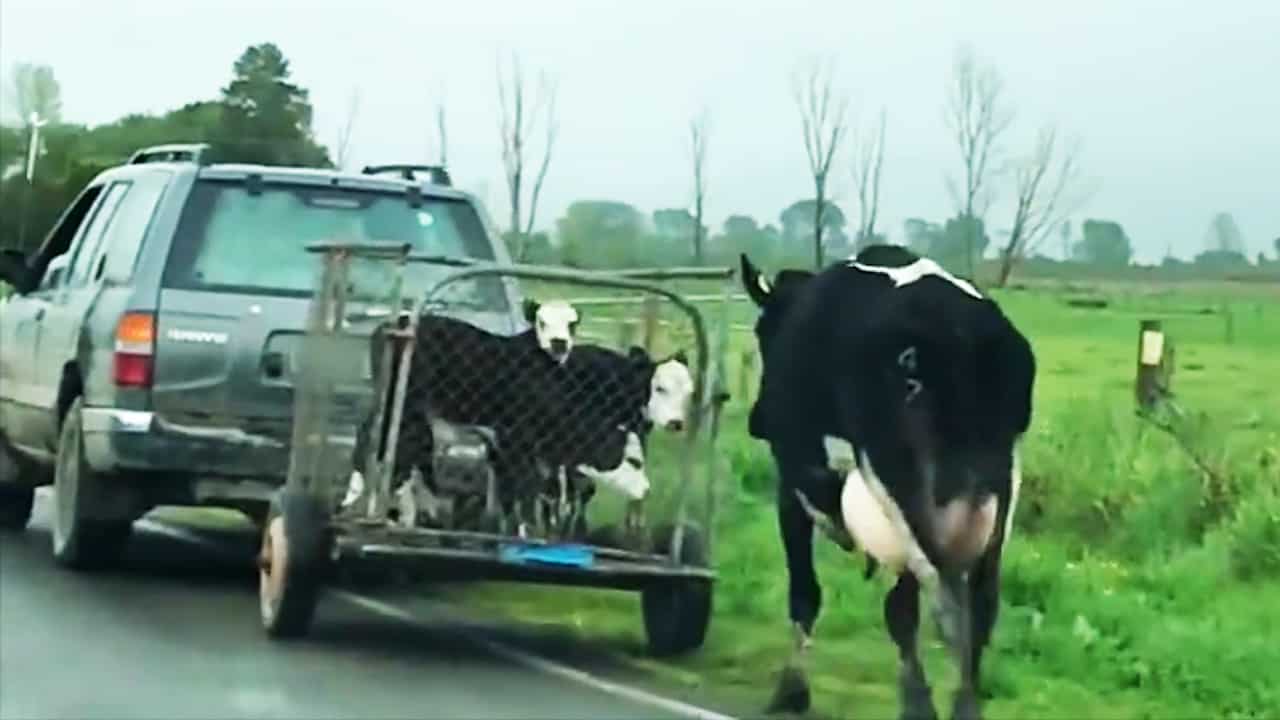 Watch: Mother cow runs behind car carrying her calves for slaughtering ...
