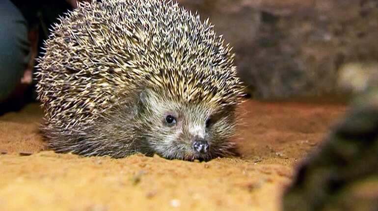 Overweight hedgehogs go on strict diet in Israeli wildlife hospital ...