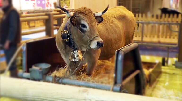 Meet 'Haute', the star cow at Paris agricultural fair - Edge News
