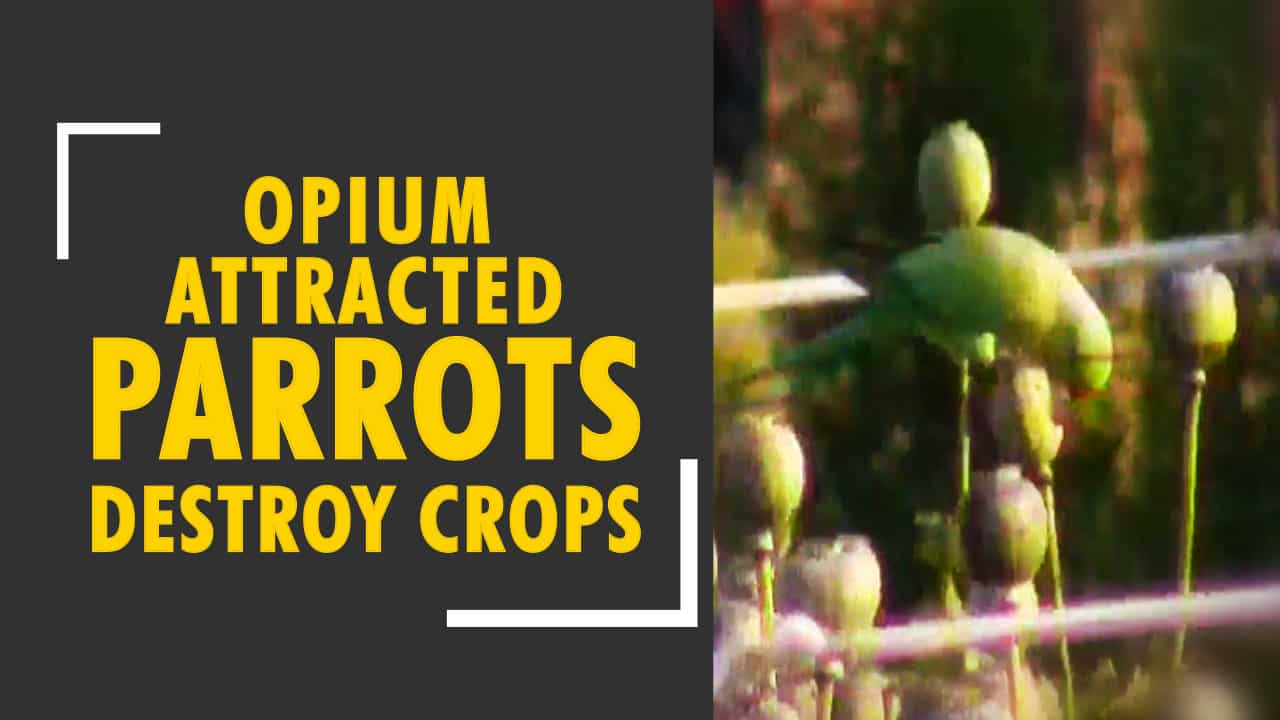 Intoxicated parrots destroy opium crops in Rajasthan - World News