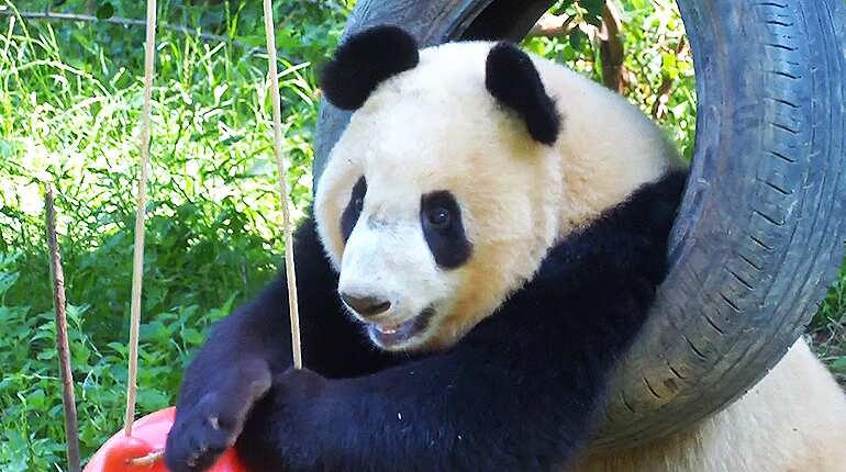 Qinling giant panda population reaches 345 - World News
