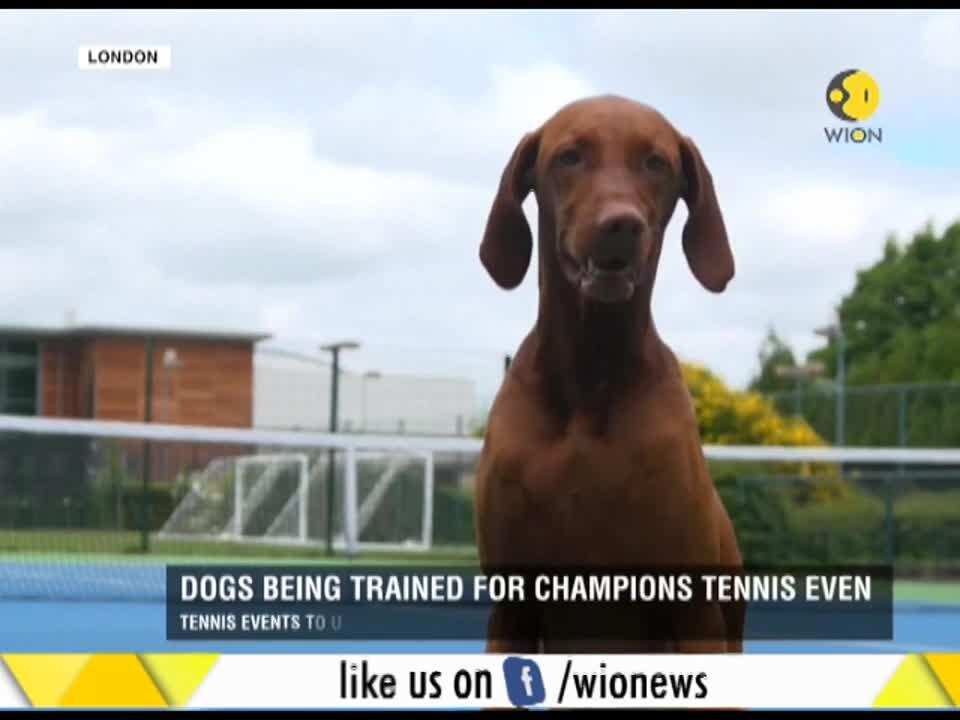 WION Fineprint: Britain's Tim Henman trains 'ball dogs' for tennis ...