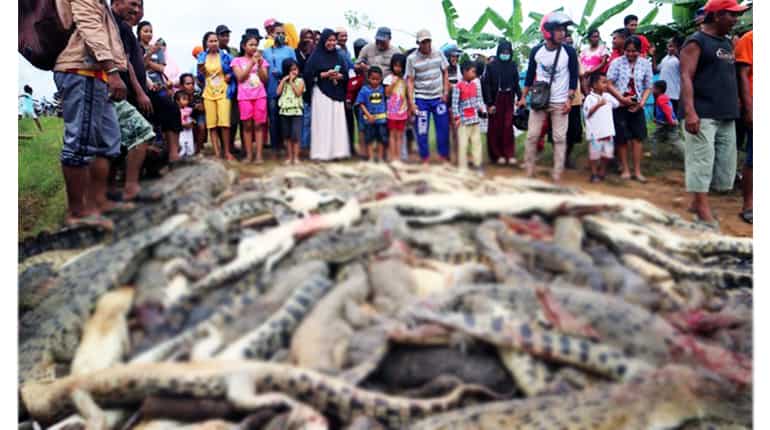 Indonesian villagers kill nearly 300 crocodiles in revenge attack ...