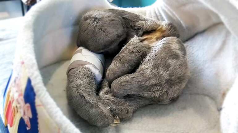 An injured sloth unites Bolivians - Edge News