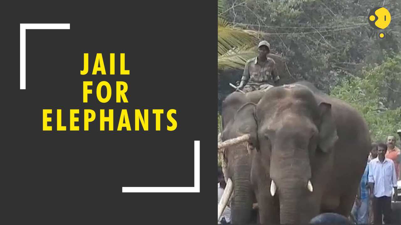 India's human-elephant war: Here's an open air 'jail' for elephants ...