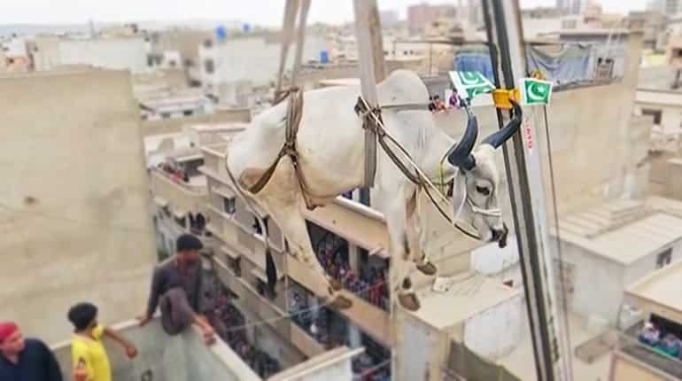 Sacrificial cattle get crane lifted from Karachi rooftop - South Asia News