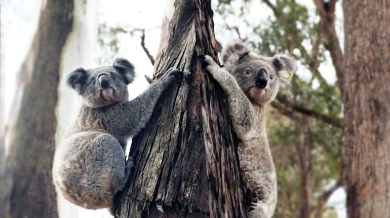 Koala population in east Australia faces extinction by 2050, warns WWF ...