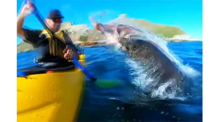 Seal Slap News - Latest Seal Slap News, Breaking Seal Slap News, Seal ...