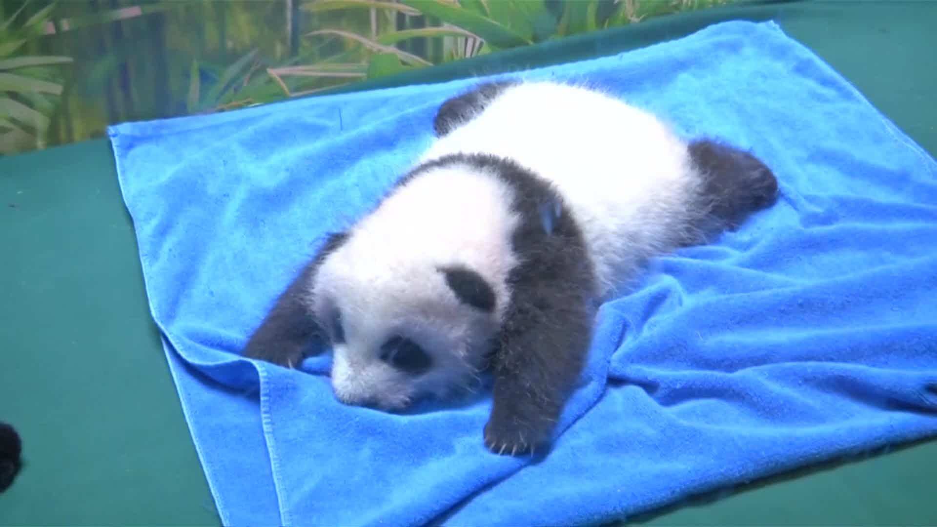 Giant panda cubs start learning to crawl in China - South Asia News