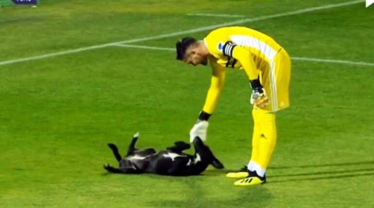Dog pitch invasion becomes highlight of Georgia soccer game - Sports News