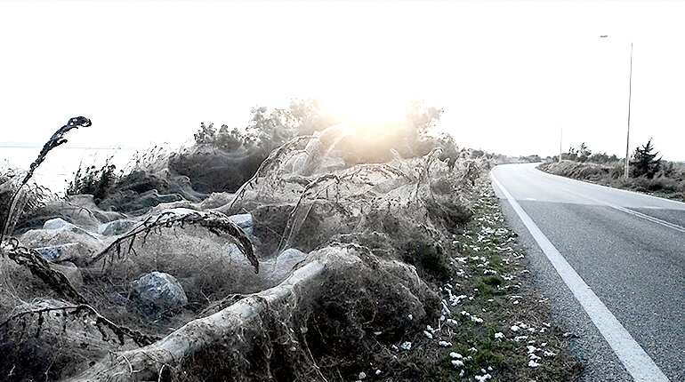 Spider swarm cloaks Greek lake in 1,000-metre web - World News