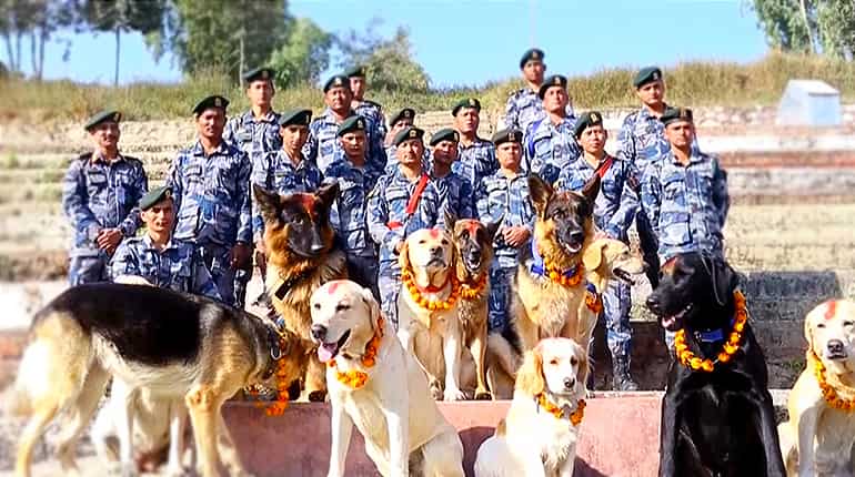 Watch: Nepal celebrates ‘Kukur Tihar’ one day ahead of Diwali, a ...