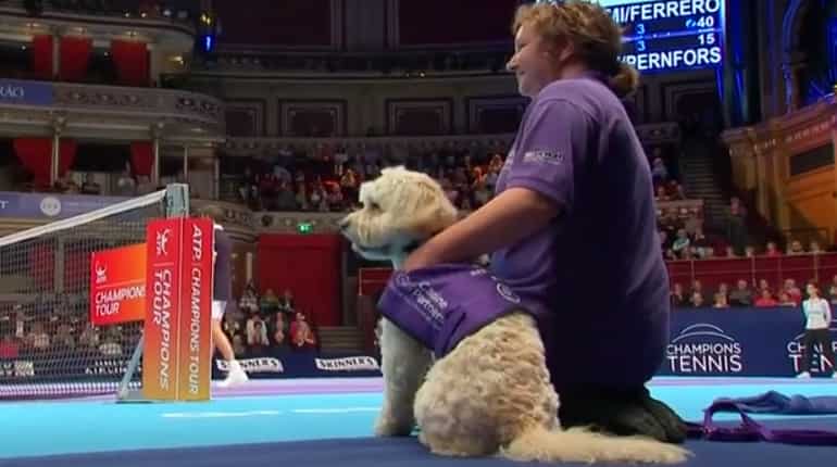 'Ball dogs' fetch in Champions Tennis competition - Sports News