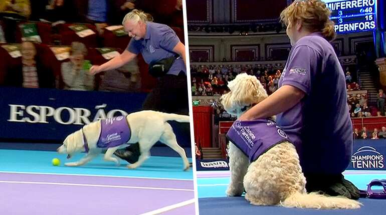 'Ball dogs' fetch in Champions Tennis competition - Sports News