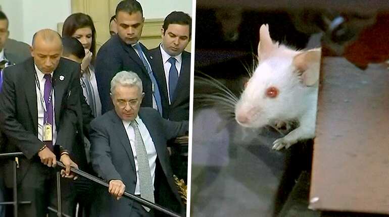 Runaway rats suspend senate in Colombia - World News
