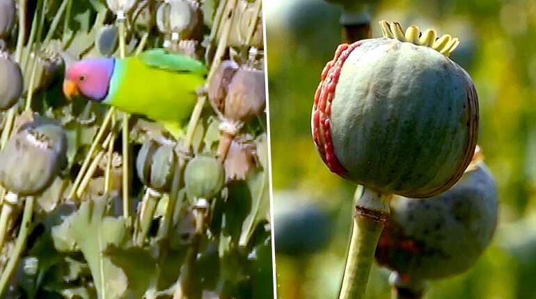 Opium-addicted parrots raid farms in India - Edge News