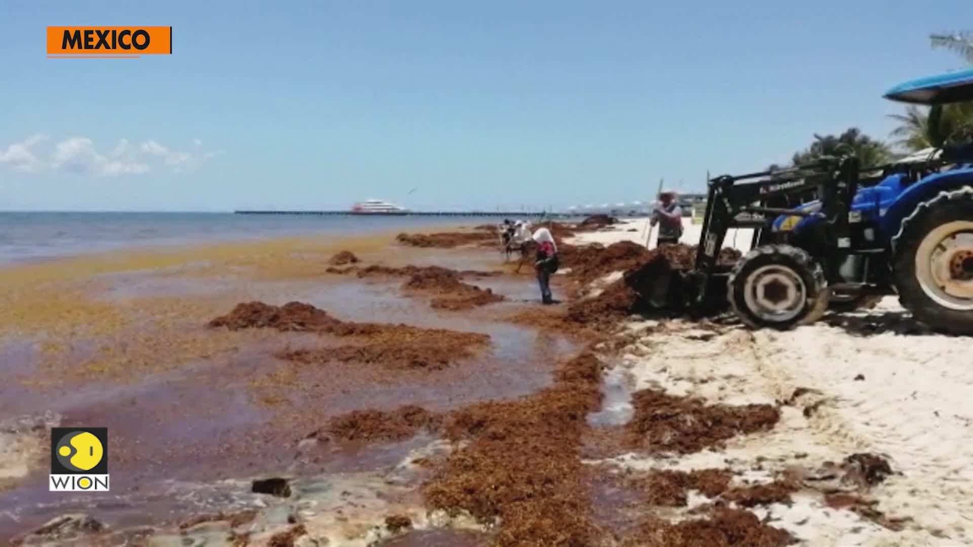 Mexican beaches threatened by algae invasion - World News