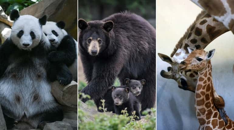 Mother's Day special: From fierce lioness to fun-loving flamingo mum ...
