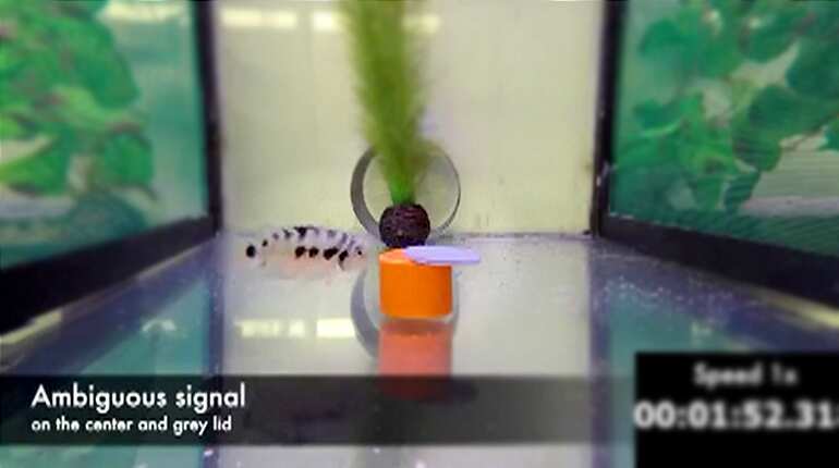 Fish can feel heartbreak too, say researchers - World News