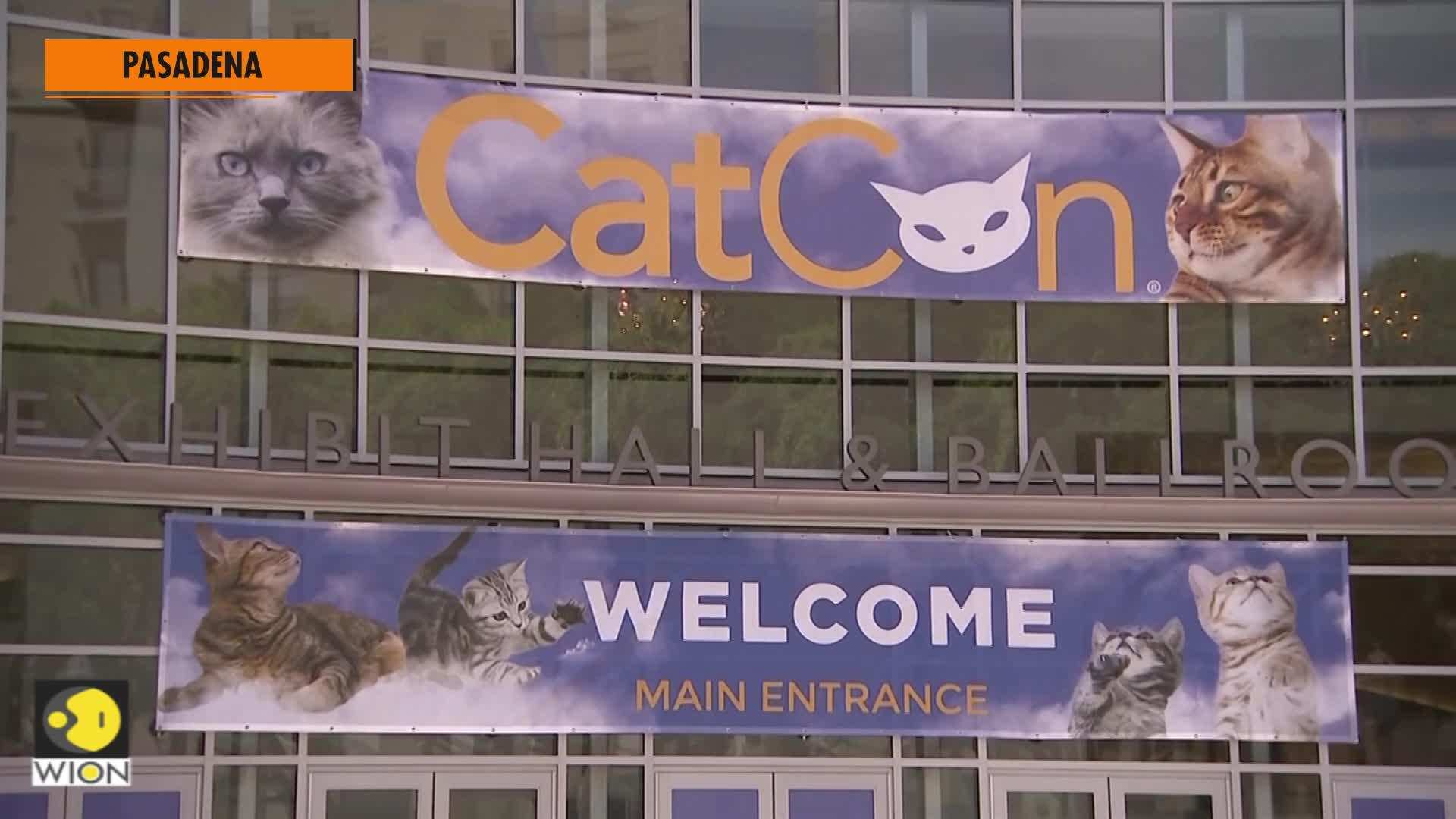 World's largest cat-centric event taking place in Pasadena - World News