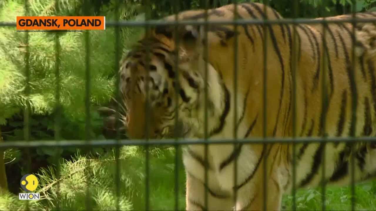 Polish zoos celebrate International Tiger Day - World News