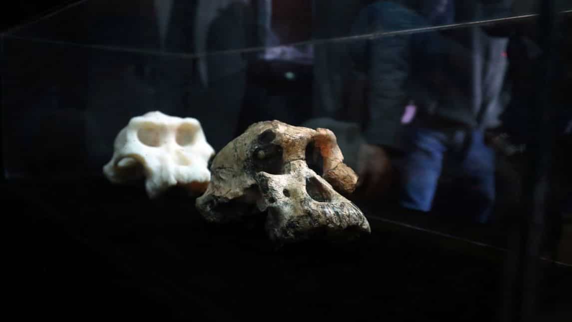 Human ancestor discovered in Ethiopia with ape and human-like ...