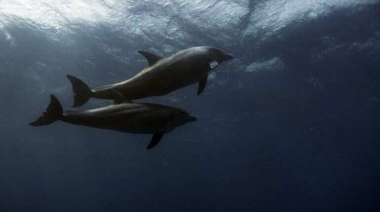 Cats, dolphins and one smart raven: CIA's secret animal spies - World News