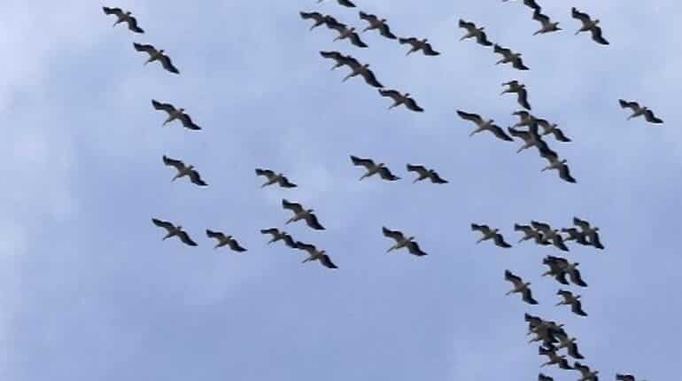 Sparrows News - Latest Sparrows News, Breaking Sparrows News, Sparrows ...