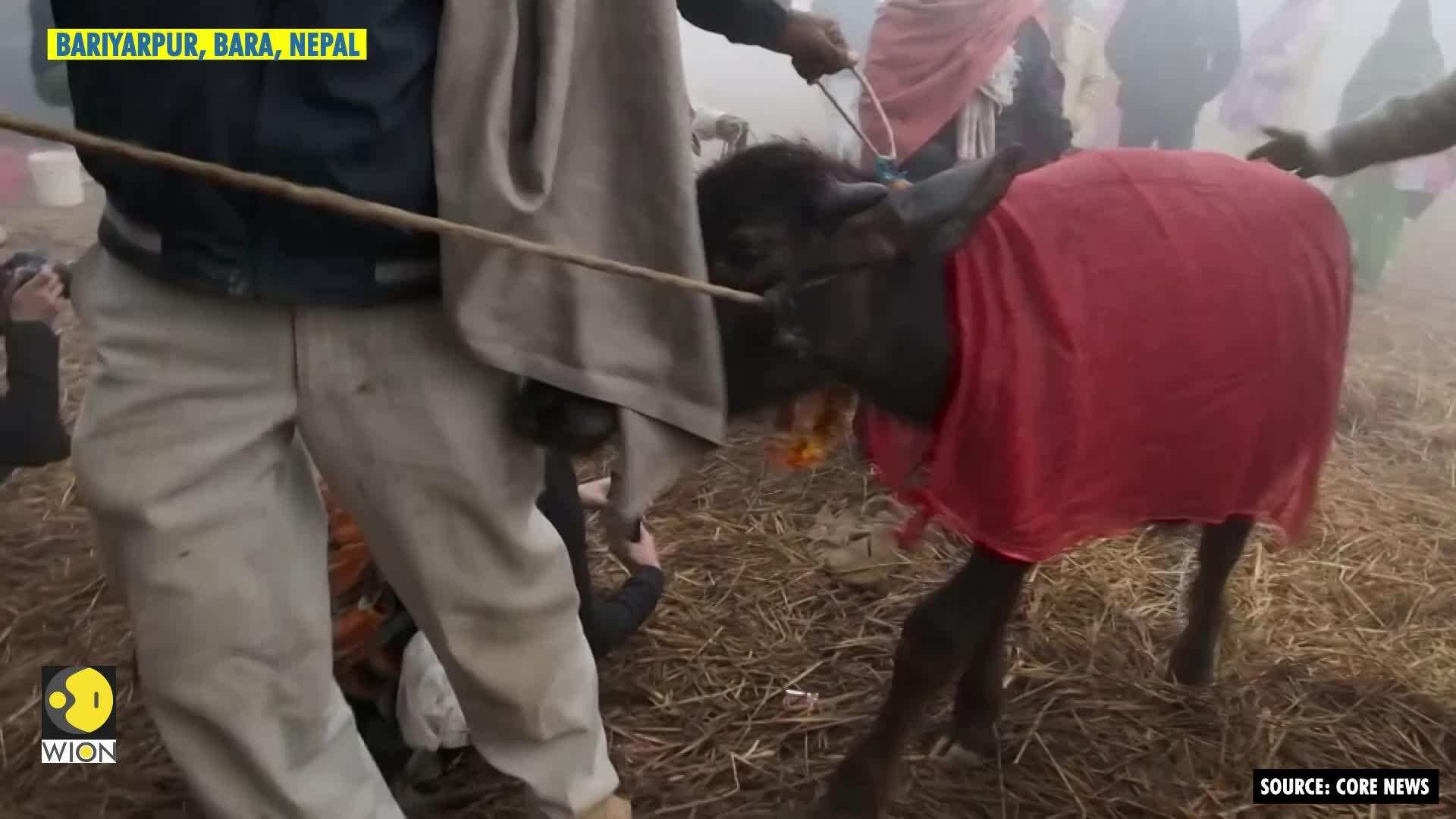 Thousands of animals sacrificed in Nepal Hindu ritual amid outcry ...