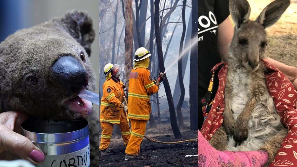 The struggles of Australian wildlife to survive as bushfires rage ...