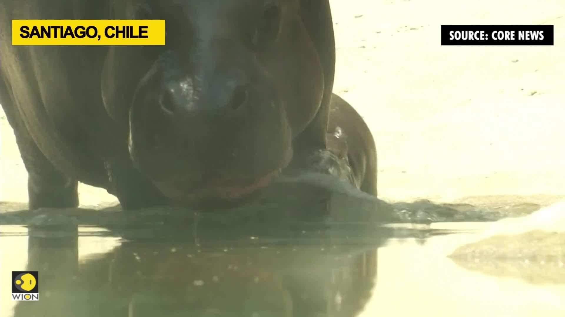 Meet Bernardina, the baby pygmy hippo delighting Chile - Edge News