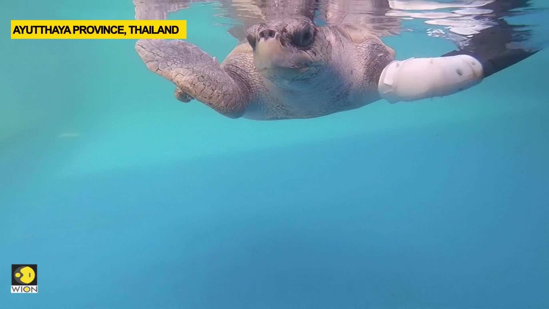 Thailand helps sea turtle swim again with prosthetic flipper - Edge News