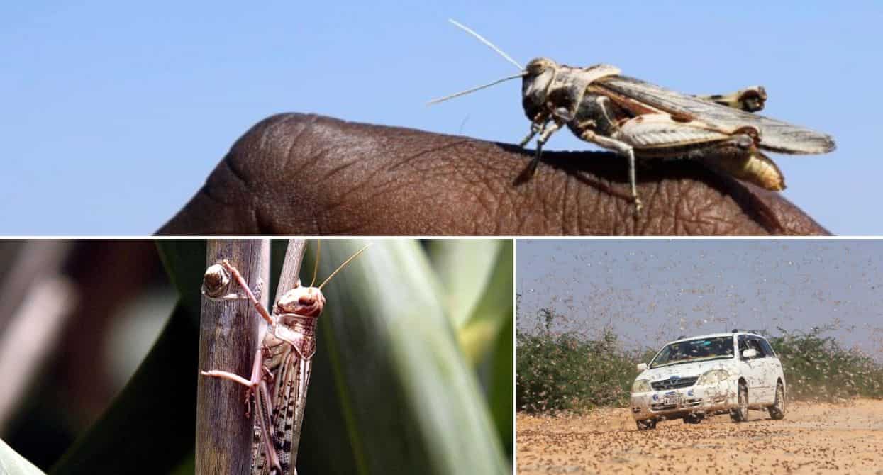 Desert Locust swarms in Ethiopia, Kenya and Somalia threaten to ravage ...